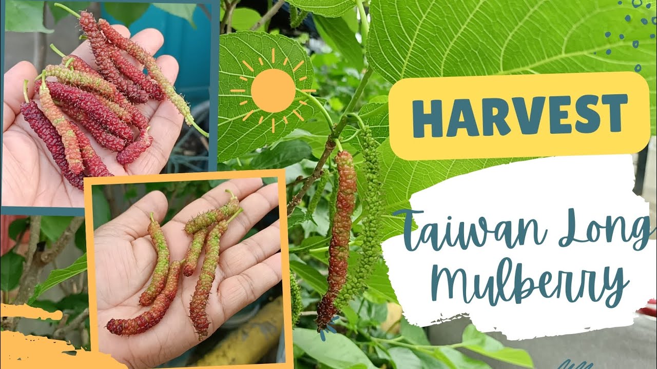 Taiwan Long Mulberry..Harvest Time! Update #2 - YouTube