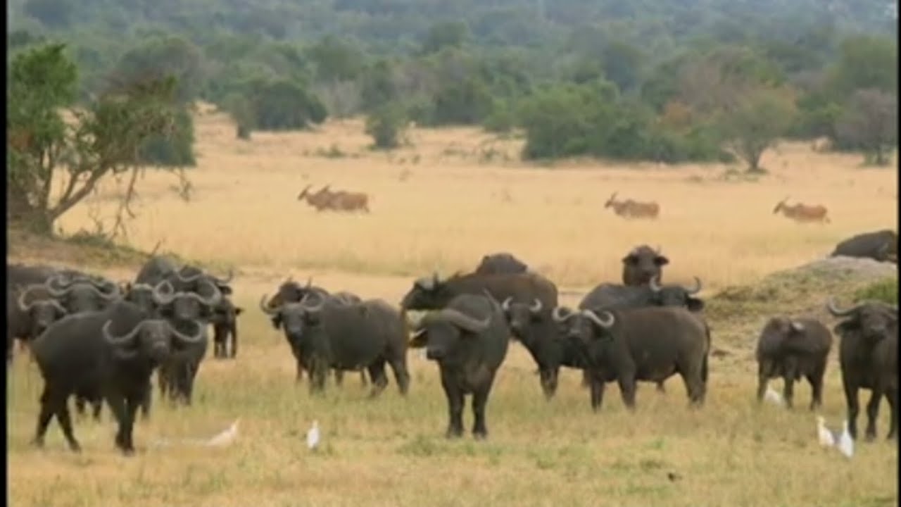 Ibyiza bitatse u Rwanda rw'imisozi 1000(igihumbi) Rwanda Nizamuddin my ...