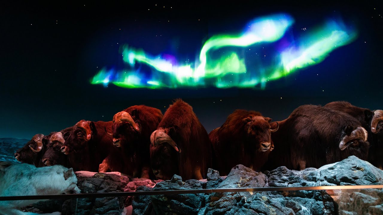 Touring Wonders of Wildlife Bass Pro Shops Museum & Aquarium - YouTube