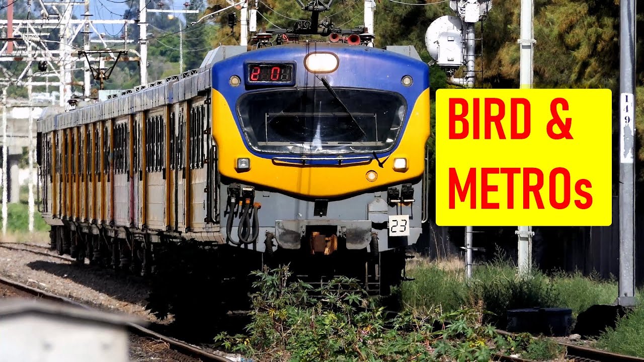 Hunting Kestrel on railway infrastructure used by Metrorail trains ...