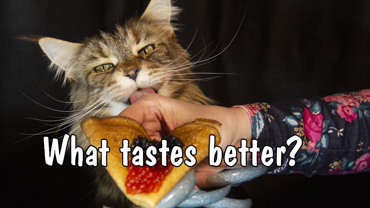 ASMR mukbang eating the best toppings for pancakes. ASMR Cat mukbang ...
