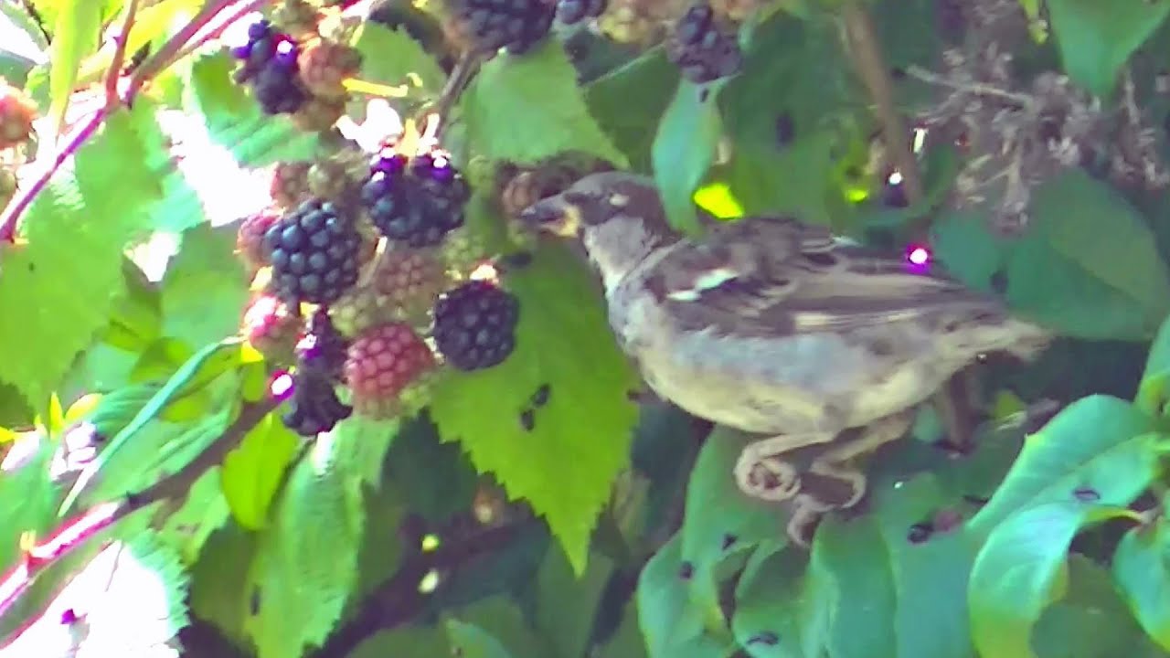 IECV NV #711 - 👀 Footage Of A House Sparrow Eating Blackberries In The ...