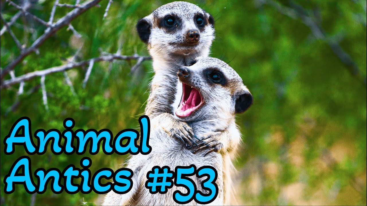 Animal Antics - The Best Compilation of Funny Pet Videos 2023 #53 - YouTube