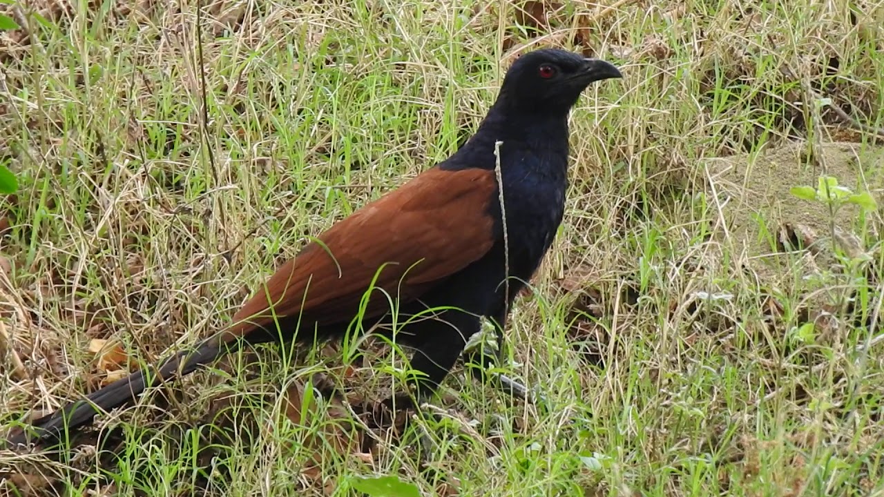 Great Coucal in the wild - YouTube
