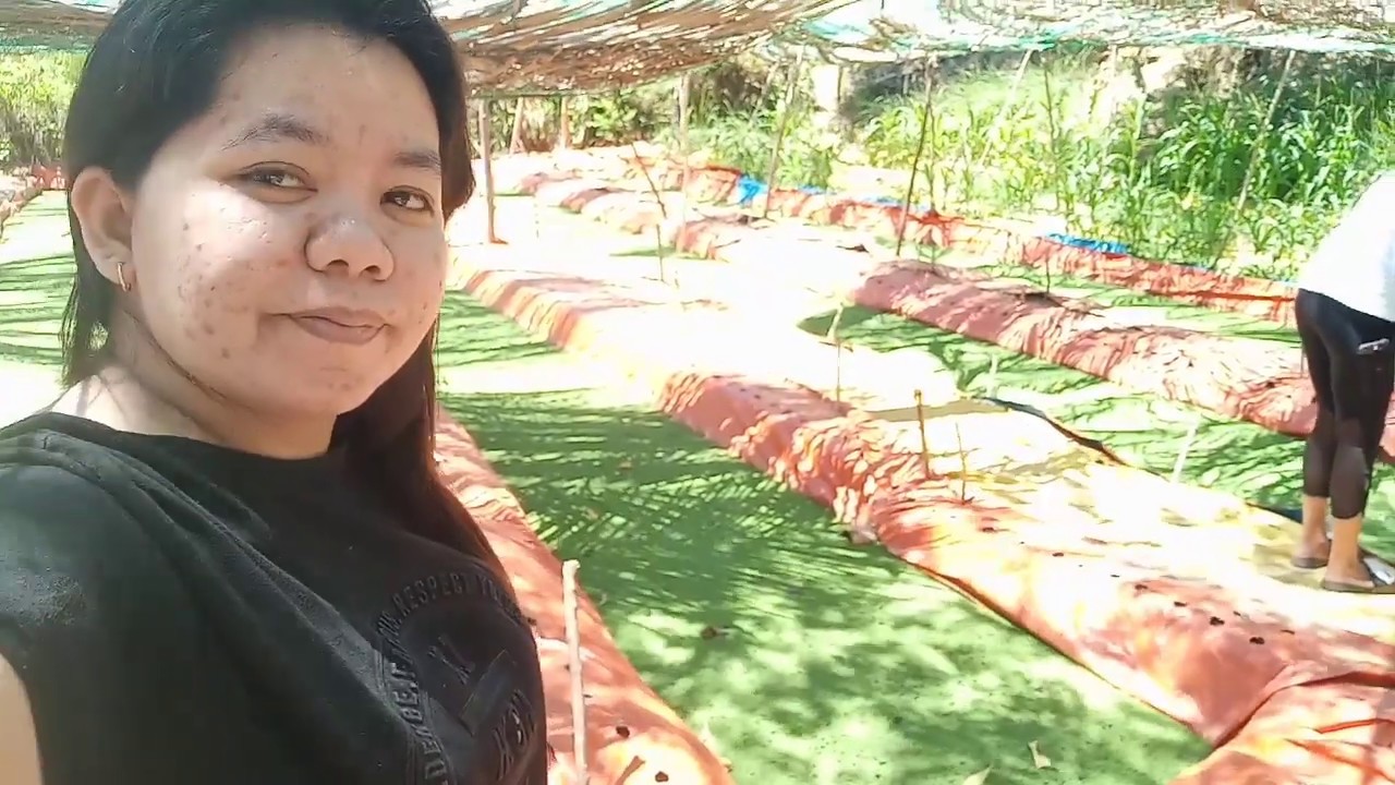 Azolla Pits Update of A Foreigner Farming in the Philippines - YouTube