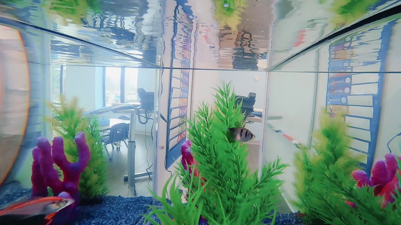 A look inside our Preschool's Fish Tank! | Newtown Discovery Preschool ...
