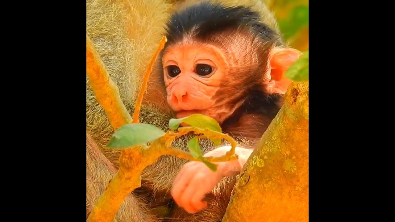 So cute baby monkey wild very active on the tree after drink milk ...