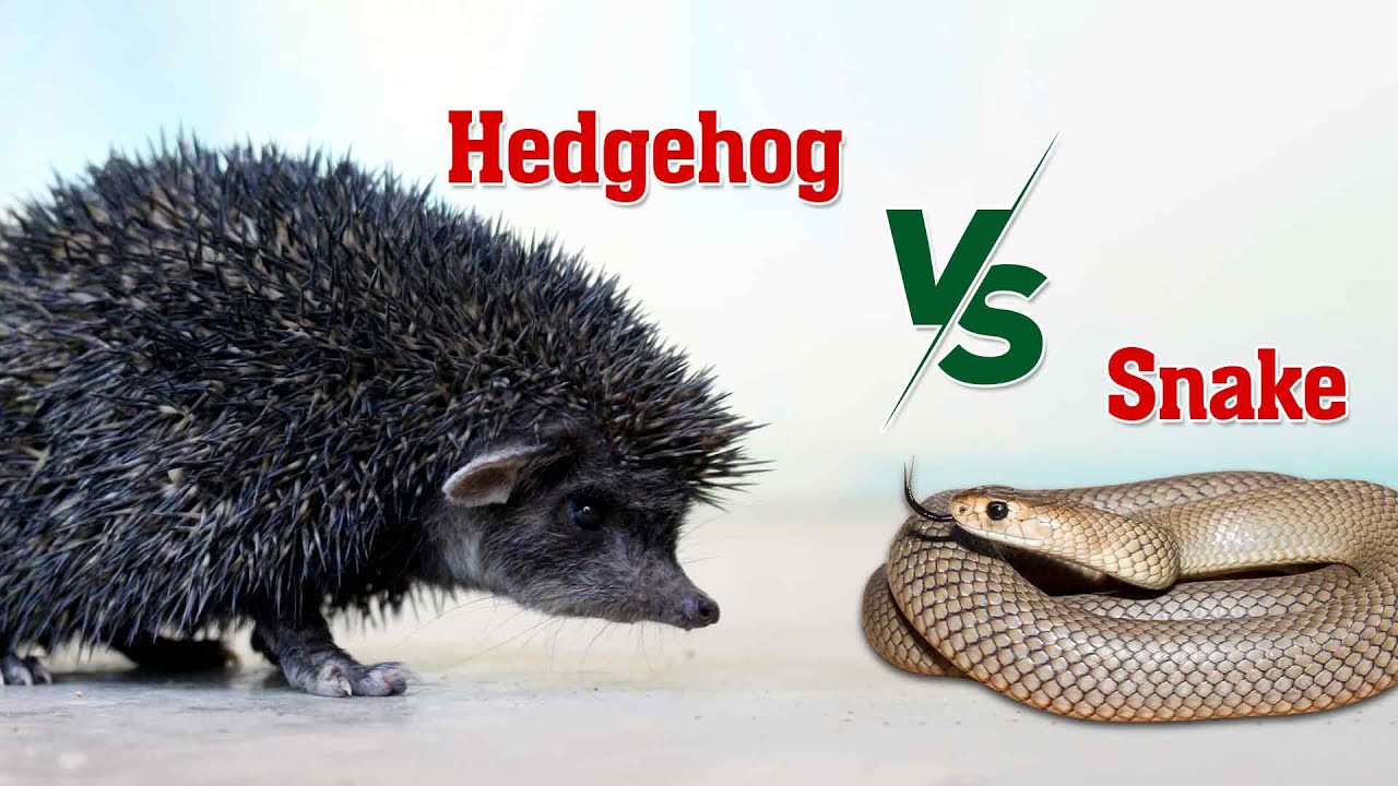 Snake vs Hedgehog , deadly fight - YouTube