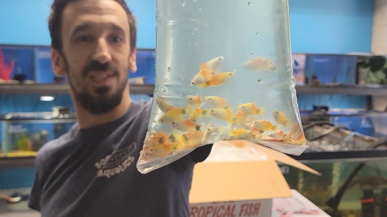 Large Fun Live Unboxing with Dan & Megan - YouTube