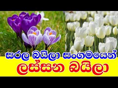 Wada Baila | වාද බයිලා | R. Sumathipala Perera | Wasantha Madurawala ...