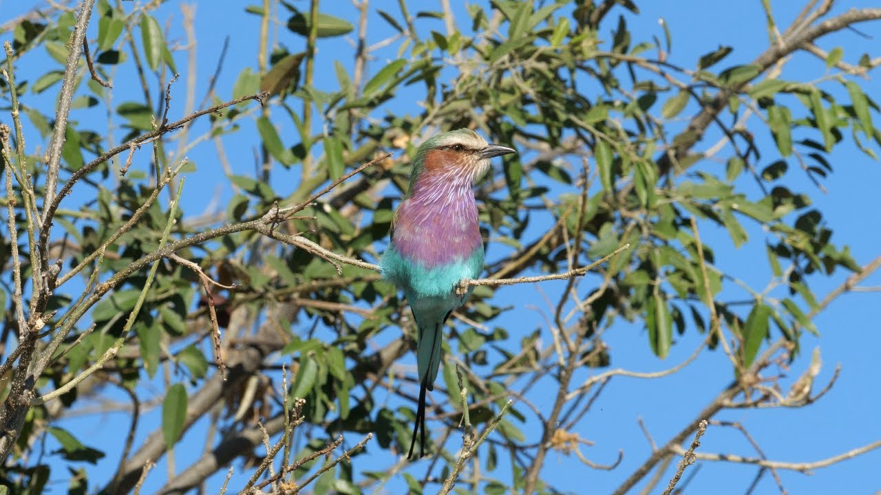 On the banks of Chobe River - Falcon and Lilac-breasted Roller - YouTube