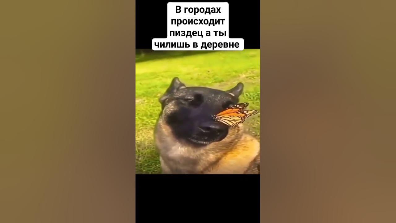 собака - YouTube