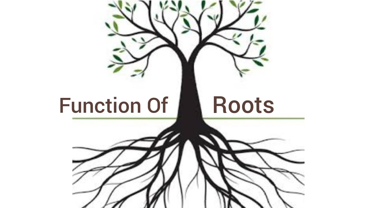 COMMON FUNCTION OF ROOTS YouTube common-function-of-roots-youtube