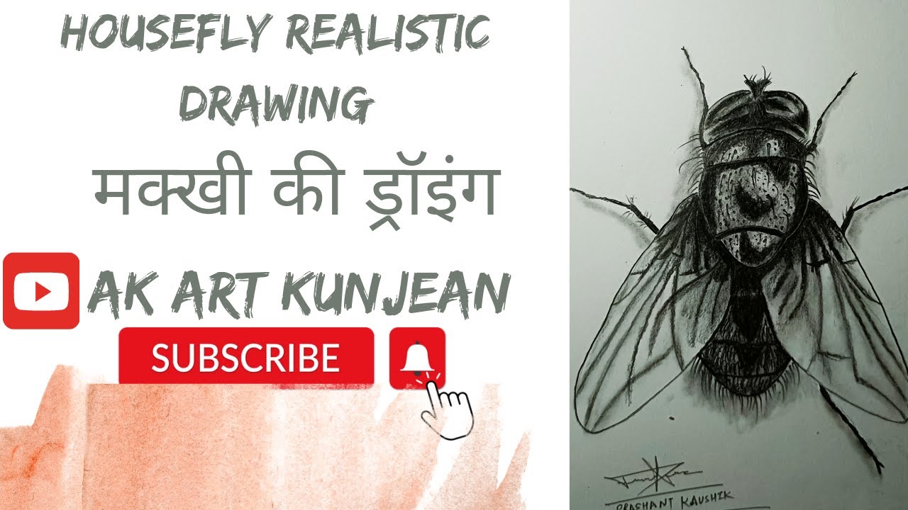 Easy housefly drawing | realistic drawing ideas for beginners | drawing ...