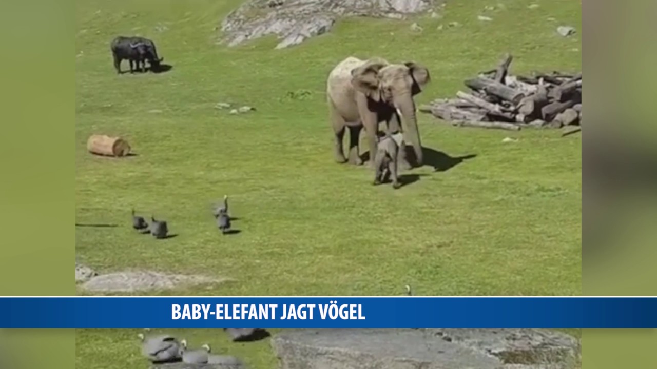 Baby-Elefant jagt Vögel - YouTube