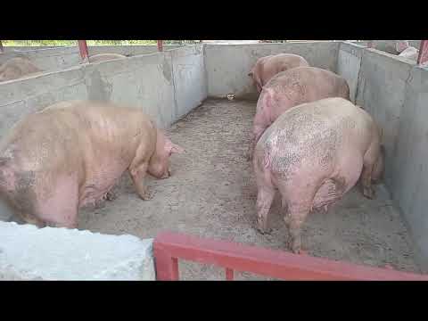 Group housed Dry Sow Shed design