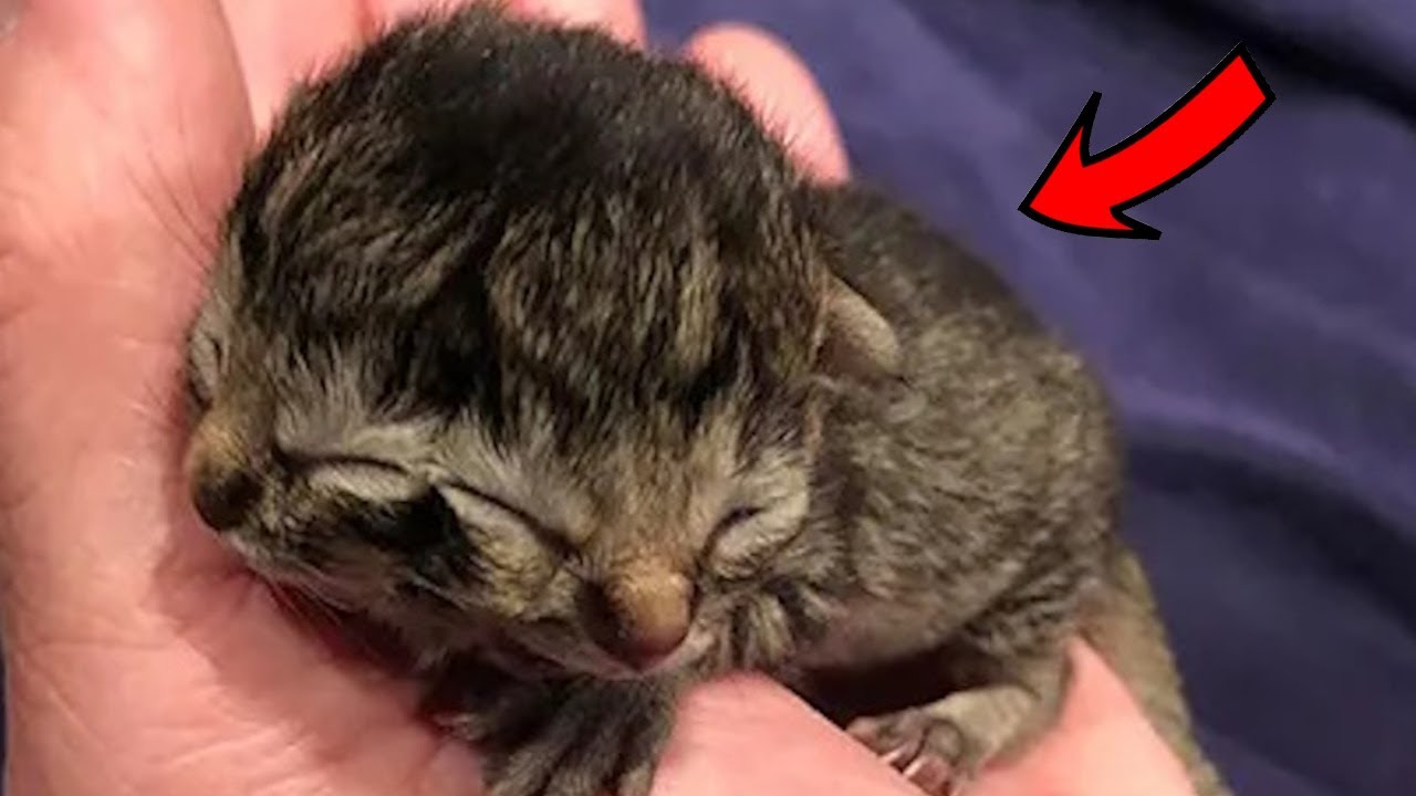 The incredible story of a unique TWO-FACED kitten! - YouTube