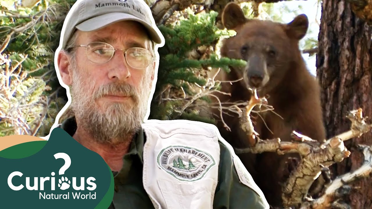 The Bear Wrangler - Steve Searles | The Bear Whisperer | Documentary ...