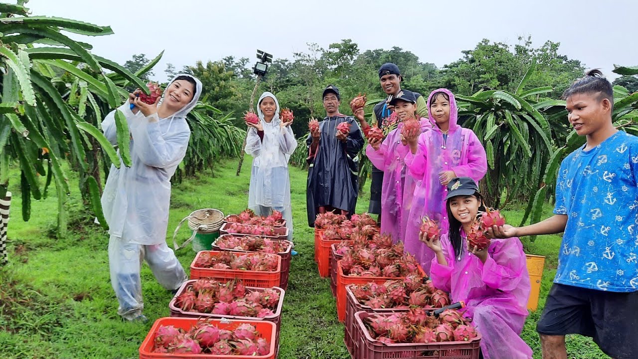 Vlog #138 | Harvesting Dragon Fruit with Romalyn Vlogs | Buhay ...