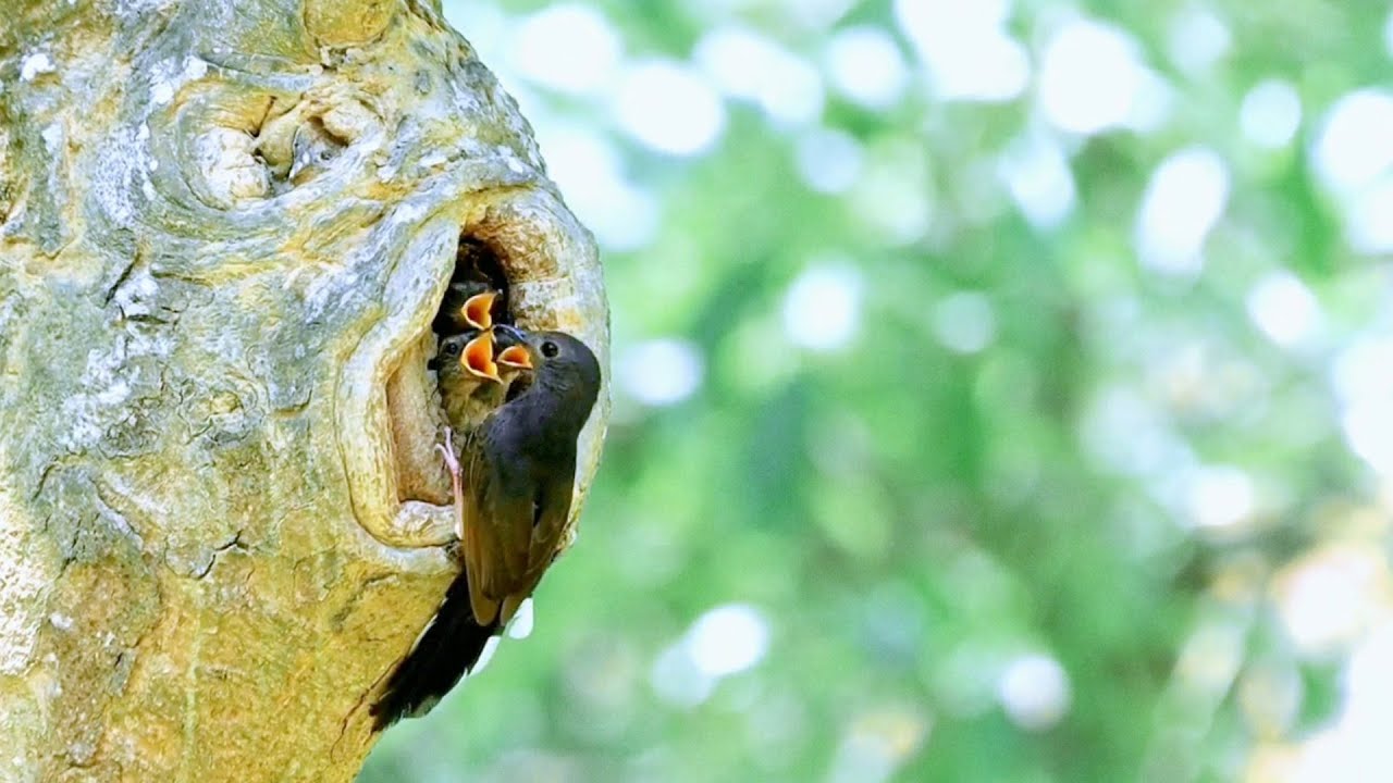 Sarang burung murai batu di alam liar | Pengagum Satwa #birds - YouTube