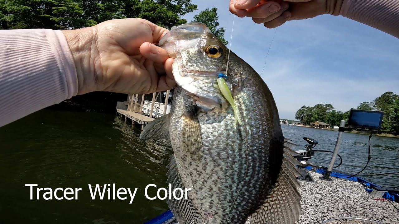 Tracer Wiley Color Crappie Bait Giveaway - YouTube