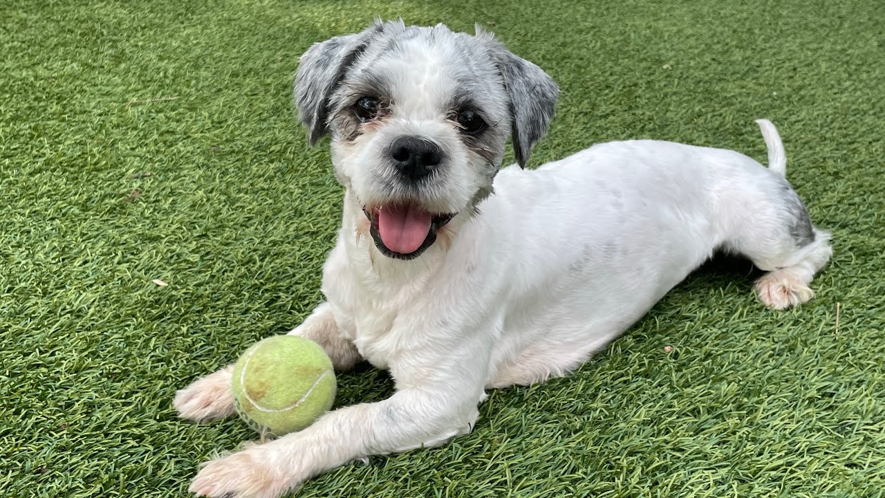 Coca - Dog & Kitty City - YouTube