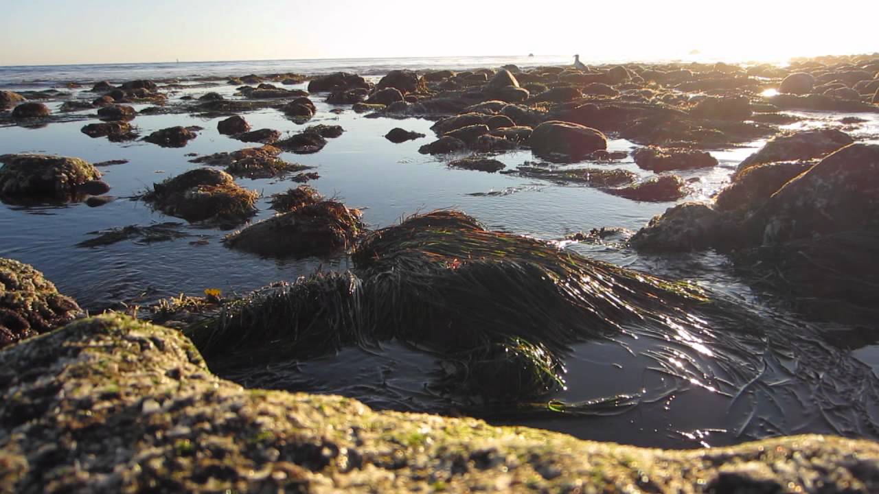 Malibu Tide Pools zoomed rocks and pools closeup 1/4 V10683 - YouTube
