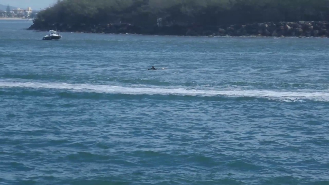 Shark and prop bait at the spit - YouTube