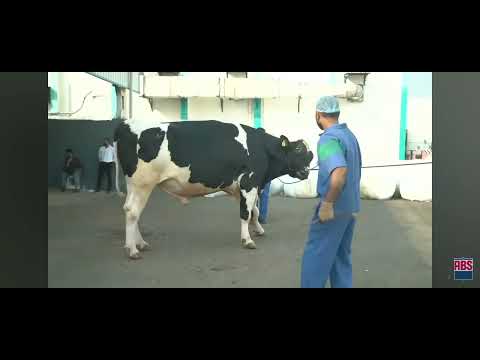 Meet ABS Spike 💪 | The Genetic Powerhouse Every Breeder Needs