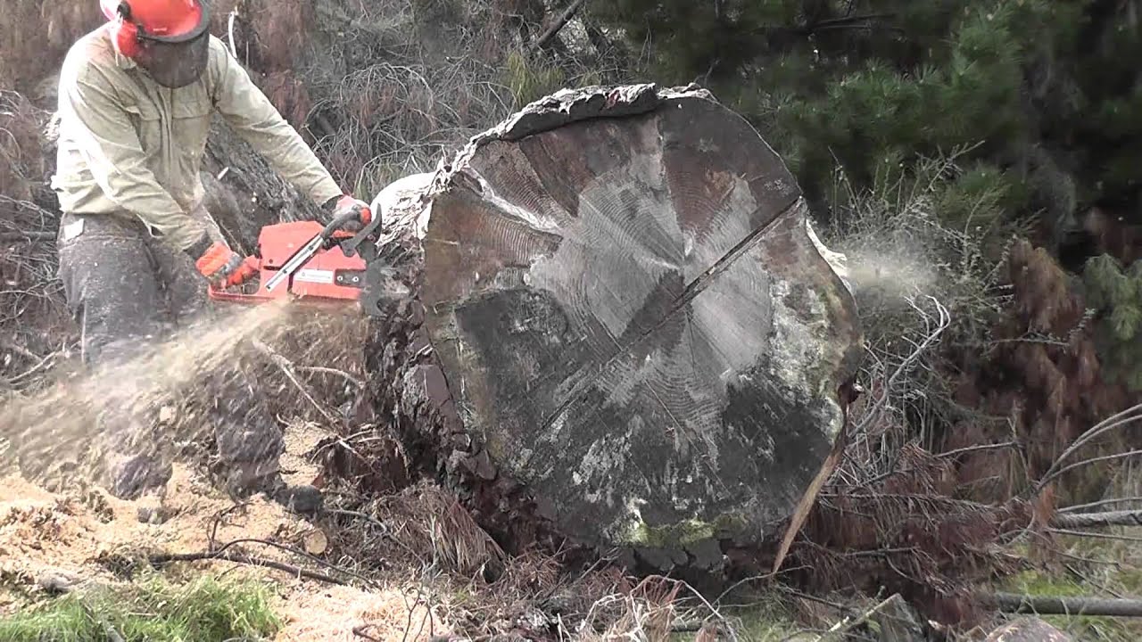 Husqvarna 3120 and 60" bar... - YouTube