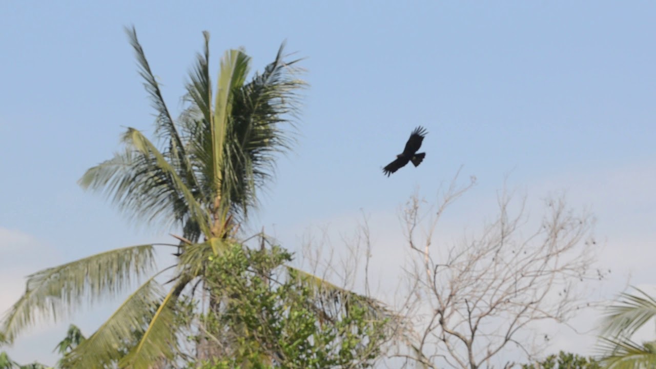Ada burung elang hinggap di pohon kelapa - YouTube