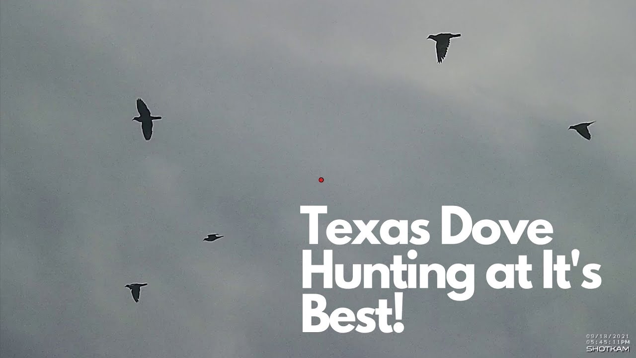Dove Hunting - 15 Slo-Mo Kill-Shots with ShotKam - YouTube