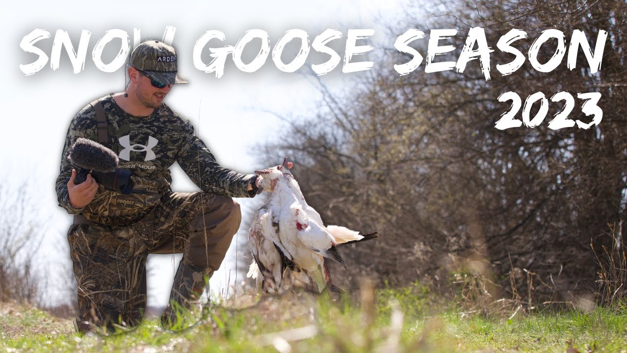 41 BIRD DAY on the LAST SNOW GOOSE HUNT OF THE YEAR (Snow Goose Hunting ...