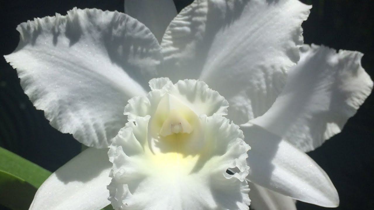 Carmela orchid bloom update - YouTube