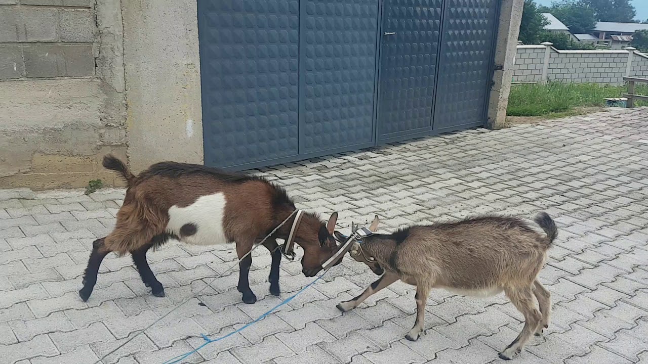 Goats "dance" - YouTube
