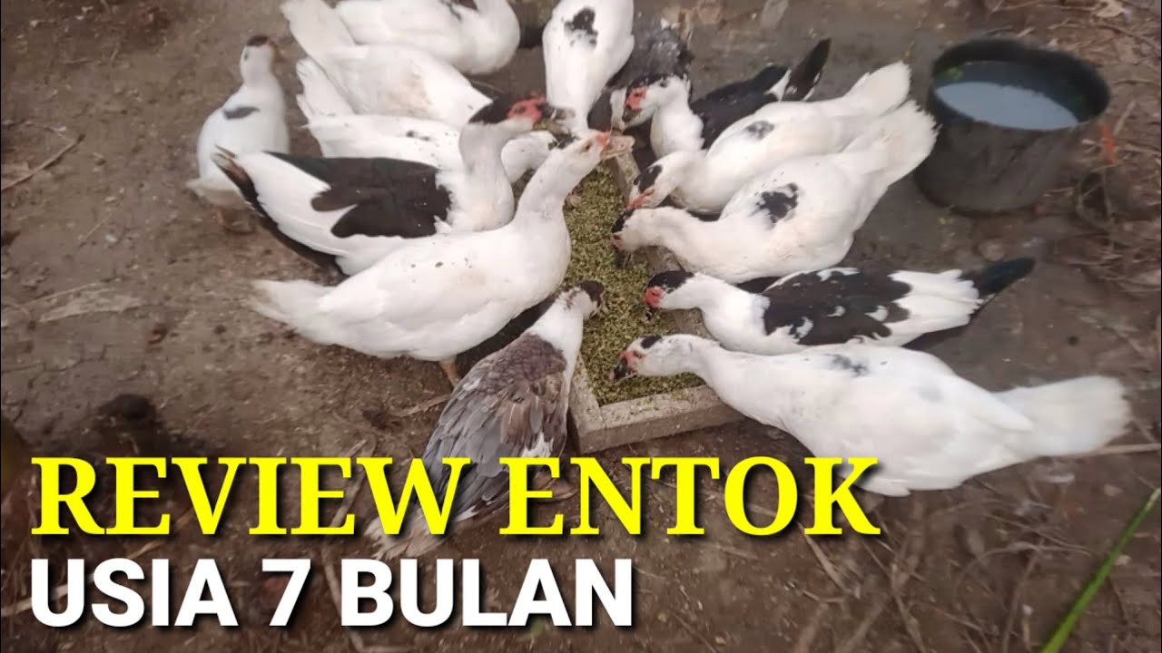 Ternak Entok lokal Dari Anakan Umur 3 Hari Sampai 7 Bulan @Entok-99 ...