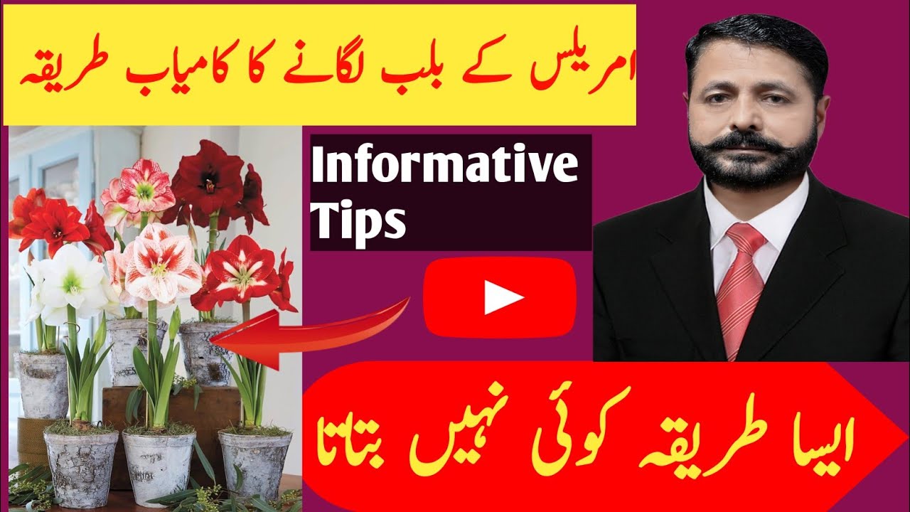 Amrelis Flower Bulb Lagane ka Kamyab Treeqa |Amaryllis Bulb Planting at ...