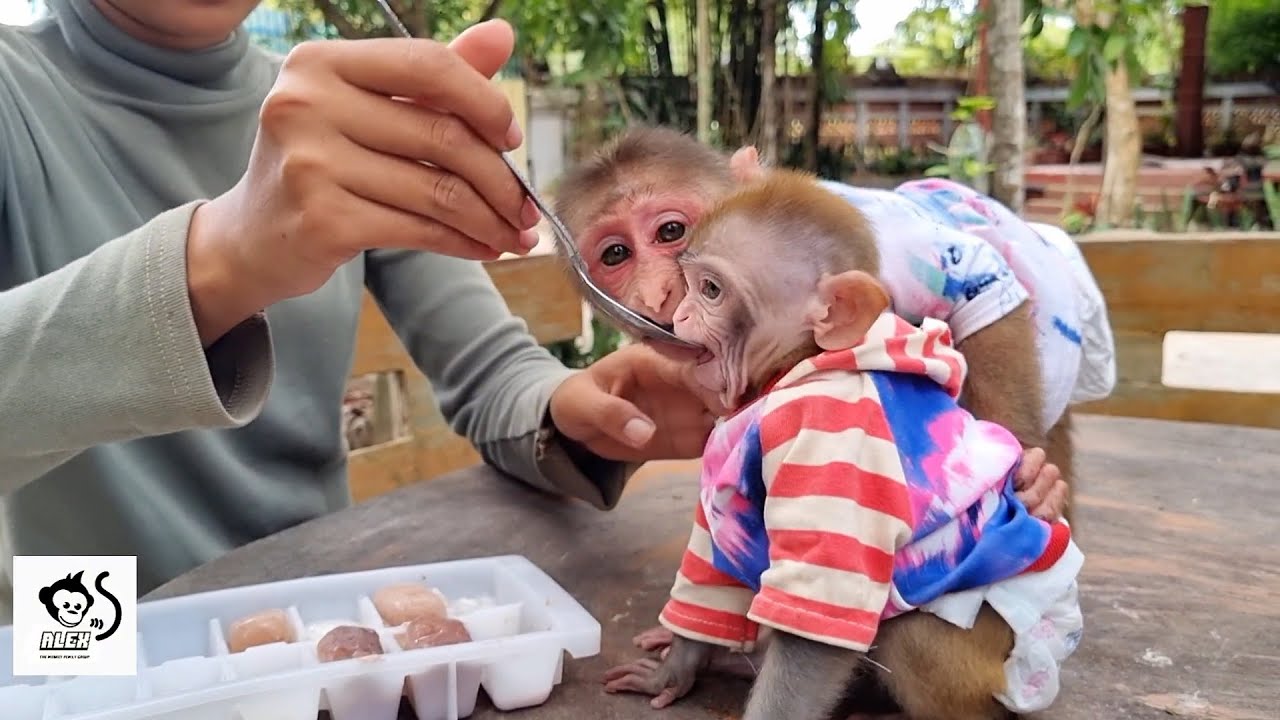 OMG Alex Monkey Drive Mom Crazy with His Funny & Childish Behave to Get ...