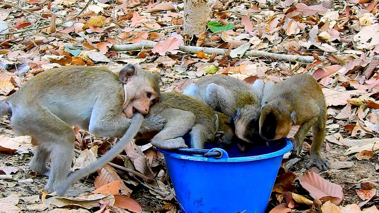 Dry Season Forest Monkeys Need Water So We Sharing Water For Forest ...