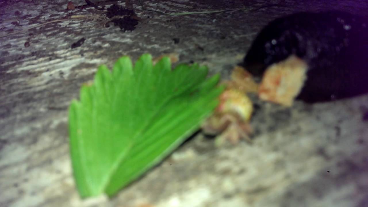 Slug Eating a potato chip! Close up action shot lol - YouTube