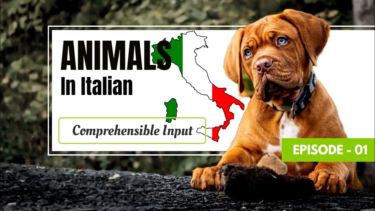 Italian Comprehensible Input - ANIMALS (Episode 01) | Beginner - YouTube