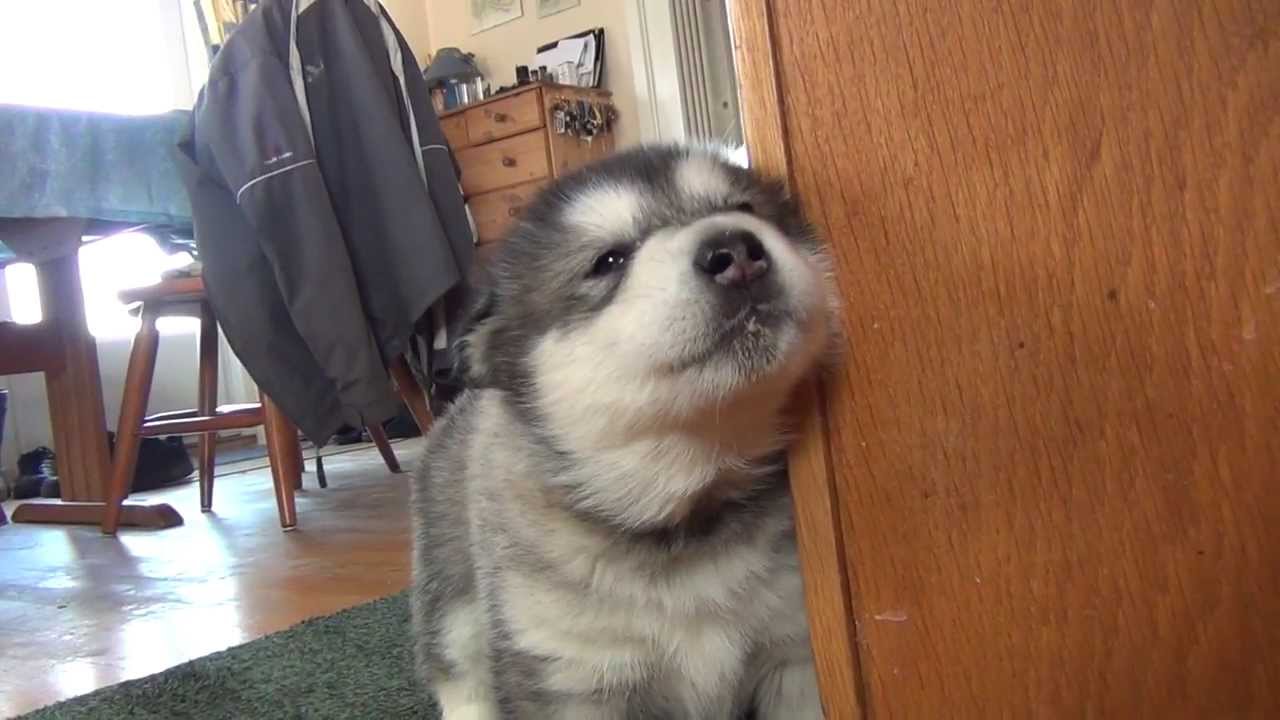 alaskan malamute aiko howling - YouTube