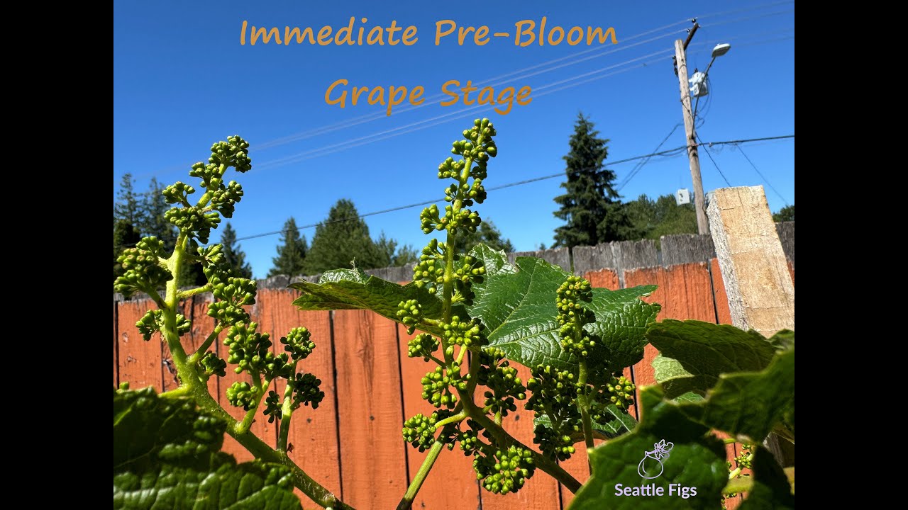 Immediate Pre-Bloom Grape Stage Development - YouTube