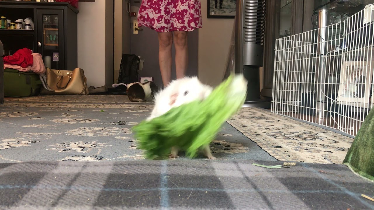 Bianca does the lettuce dance - YouTube