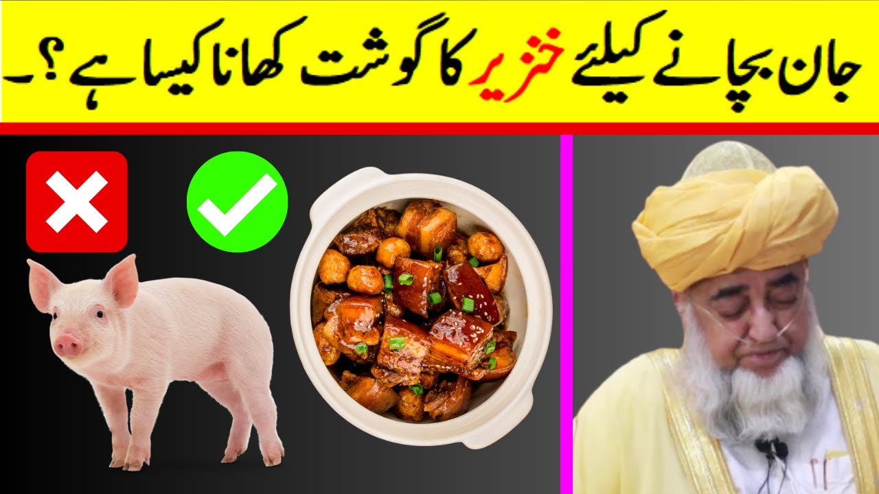 Jaan Bachany K Liyee Khinzeer (Pig) Ka Gosht khana kesa hai? - Solve ...