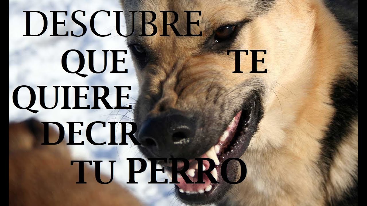 QUE TE QUIERE DECIR TU PERRO??? - YouTube