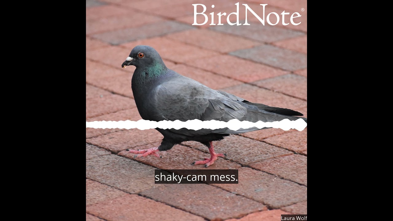 Pigeons and Head-bobbing - YouTube