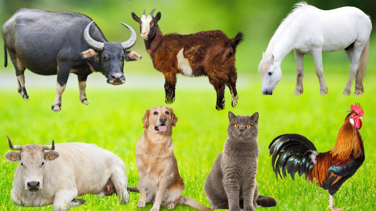 Everyday Moments of Animals: Chicken, Goat, Cow, Sheep, Buffalo, Dog ...