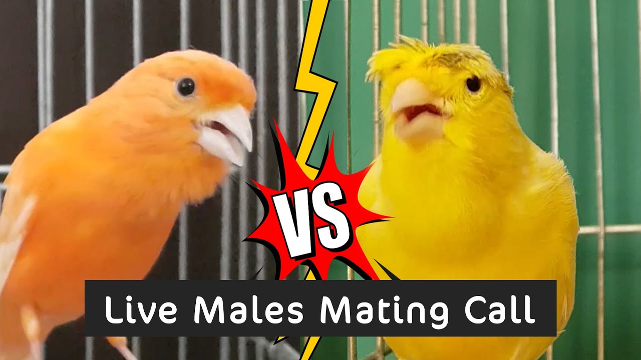 Live Males Canary Mating Call singging - YouTube