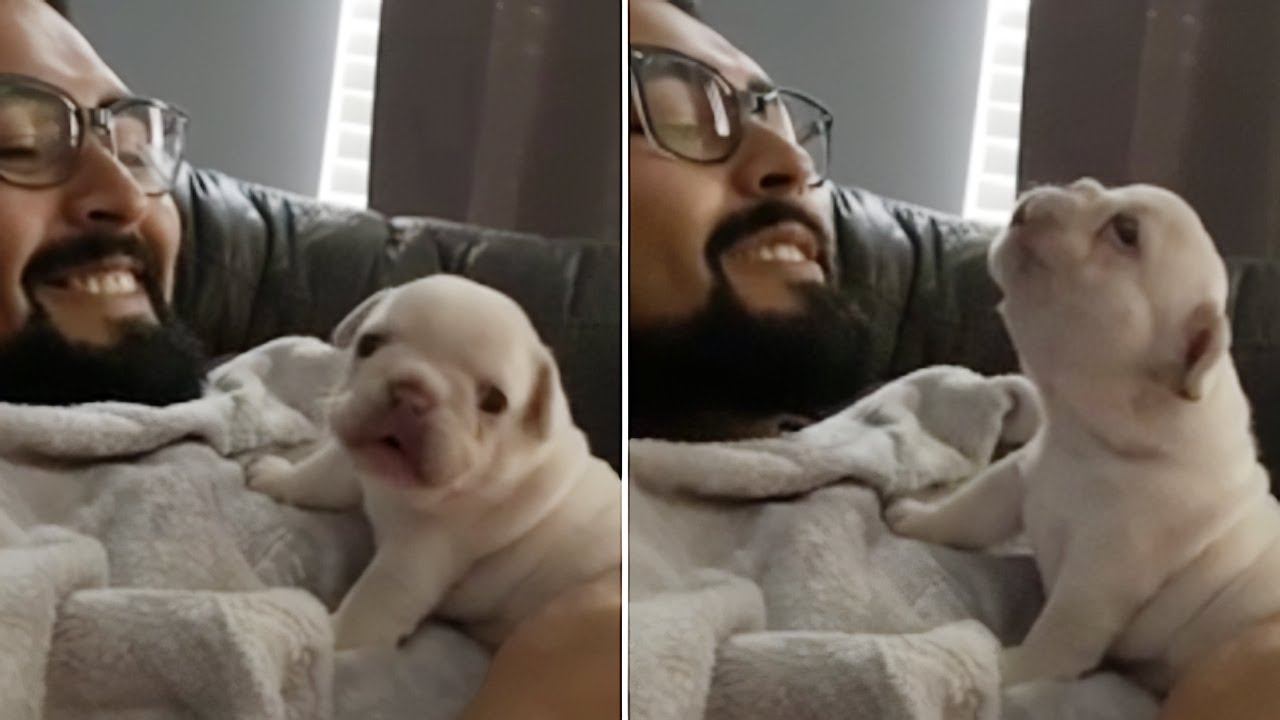 French Bulldog puppy practices howling with owner - YouTube